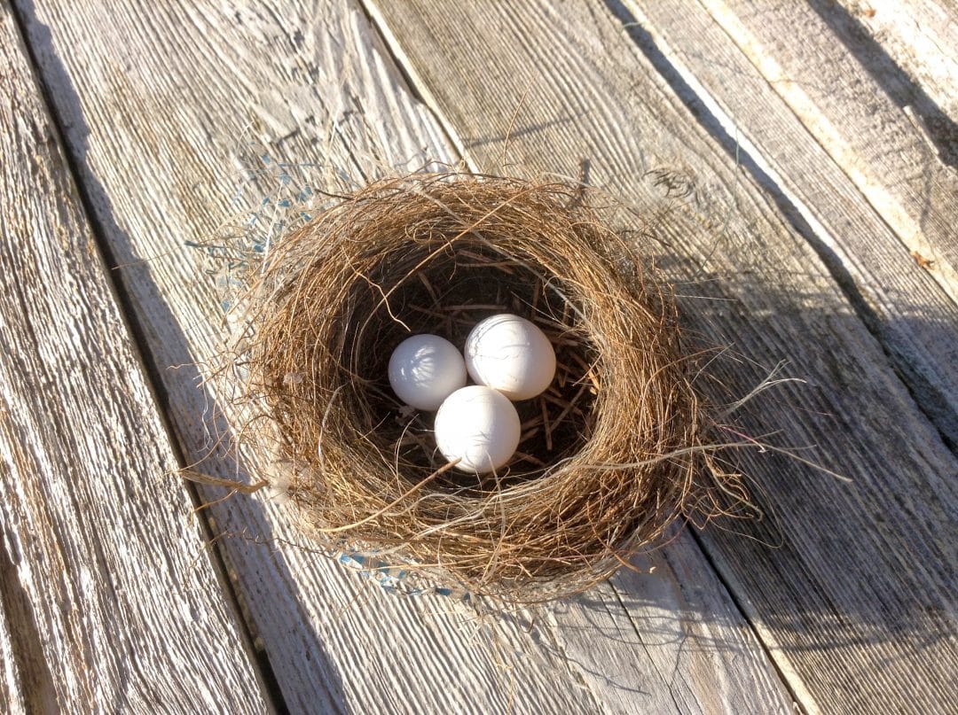 Bird Nesting Season | Keystone Environmental Ltd. | Burnaby BC