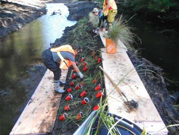 Engineered Wetlands | Keystone Environmental Ltd. | Burnaby BC