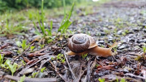 Considerations for the Oregon Forestsnail during Development